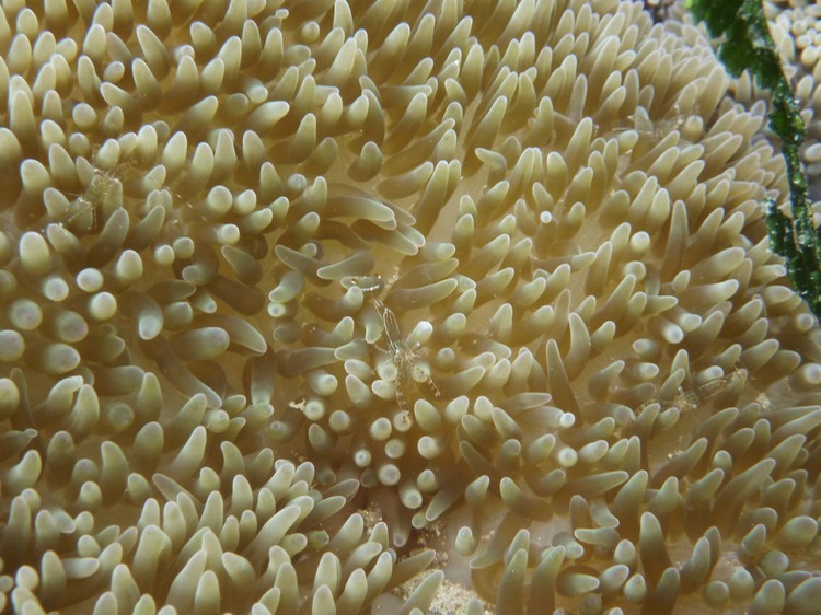 Reef creatures 101 | East of the Equator | M&M