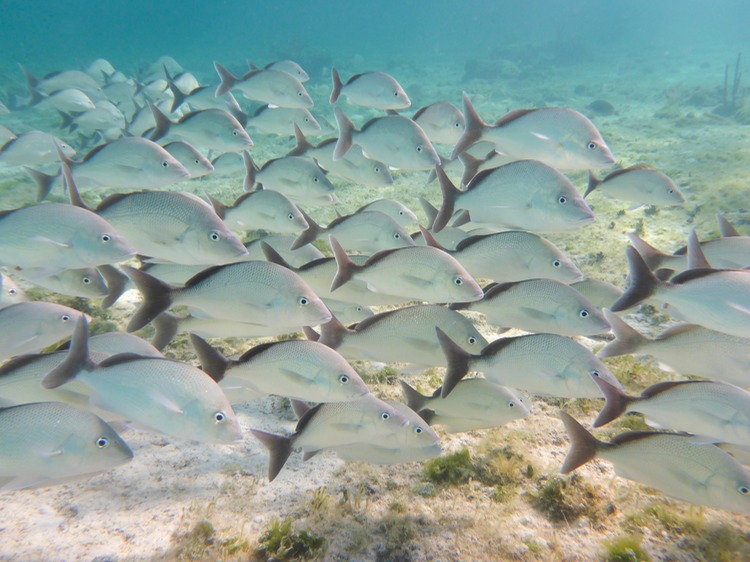 White margate | East of the Equator | M&M